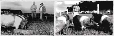 Our Story - Wilson Farm Meats